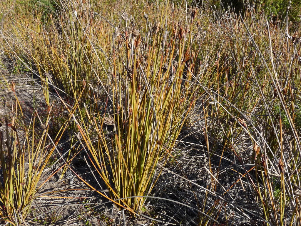Square Sedge from Kaihoka 7073, New Zealand on December 31, 2019 at 06: ...