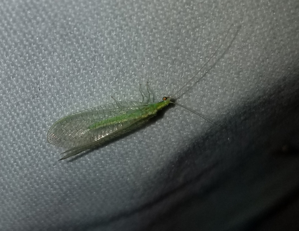 Common Green Lacewings from Cheviot, OH 45211, USA on June 02, 2020 at ...