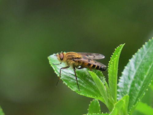 Thereva hirticeps · iNaturalist