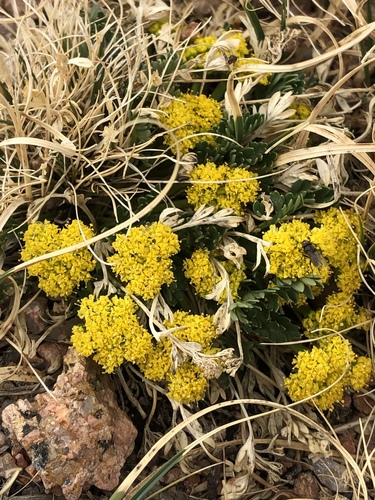Cymopterus humilis · iNaturalist Mexico