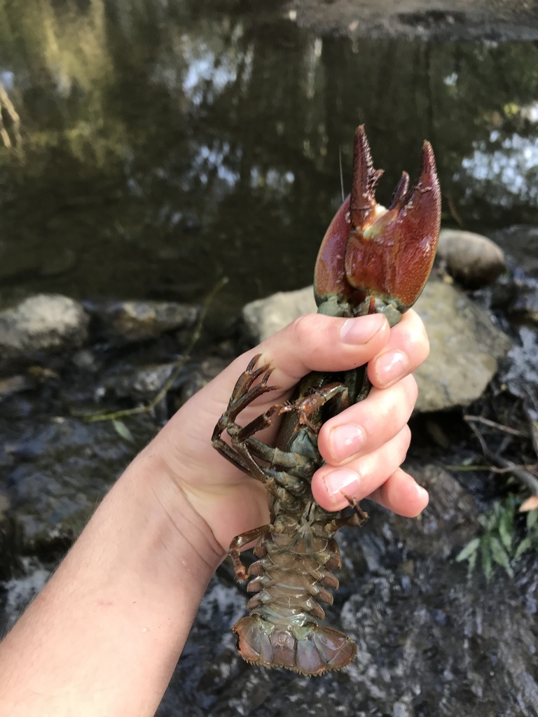 Signal Crayfish from Vasona Reservoir, Los Gatos, CA, US on June 02 ...