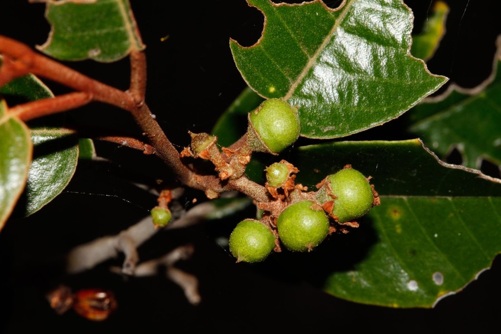 Alphitonia neocaledonica from Pouembout, Nord, New Caledonia on June 3 ...