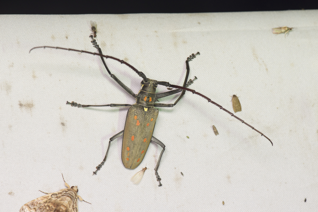 Batocera davidis from 臺灣花蓮縣秀林鄉清水斷崖 on May 27, 2020 at 09:52 PM by ...