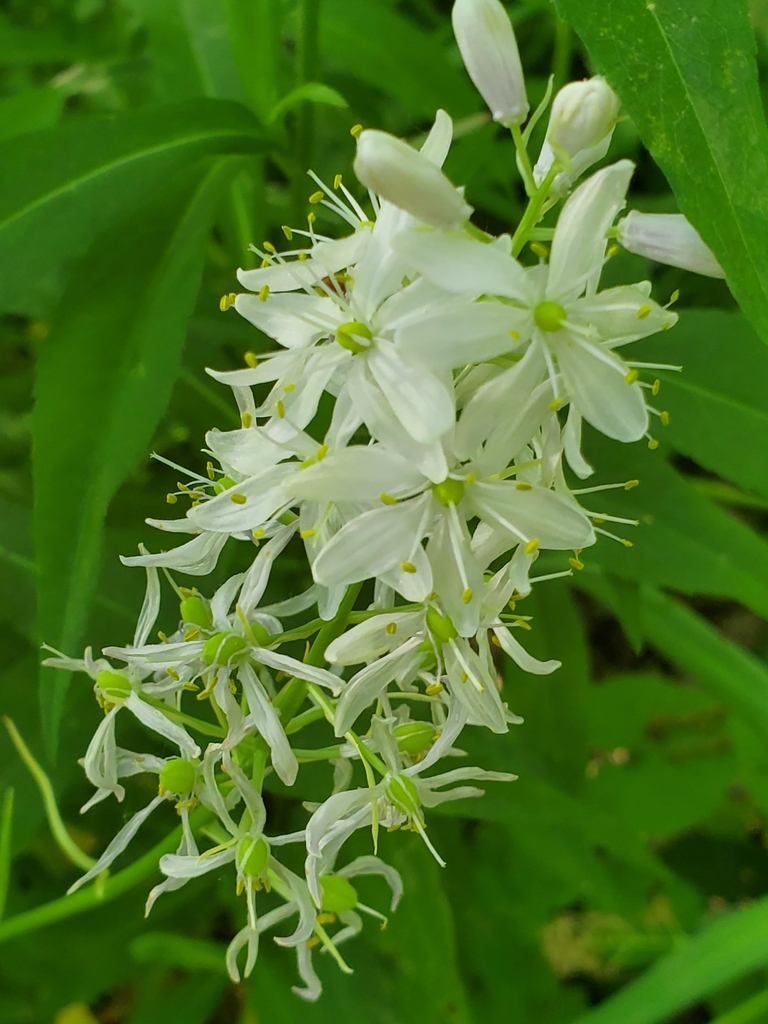 Atlantic camas from Elburn Forest Preserve on June 02, 2020 at 05:25 PM ...