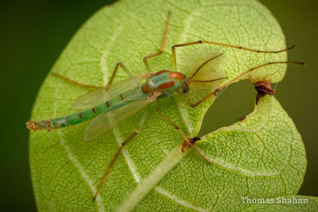 Axarus festivus in June 2020 by Thomas Shahan · iNaturalist