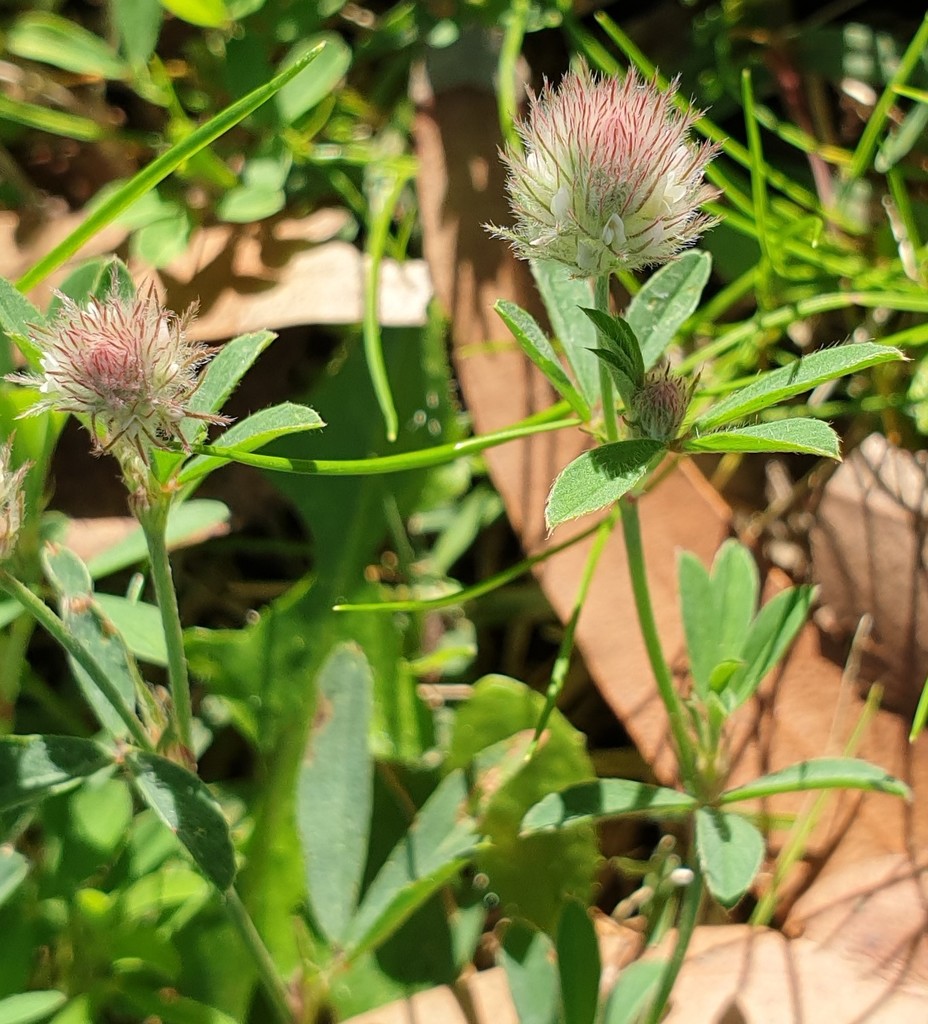 rabbitfoot clover from Sydney NSW, Australia on June 03, 2020 at 10:36 ...