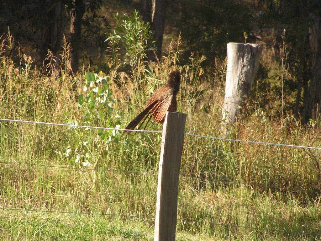 Pheasant Coucal from Top Camp, Queensland, Australia on March 7, 2005 ...