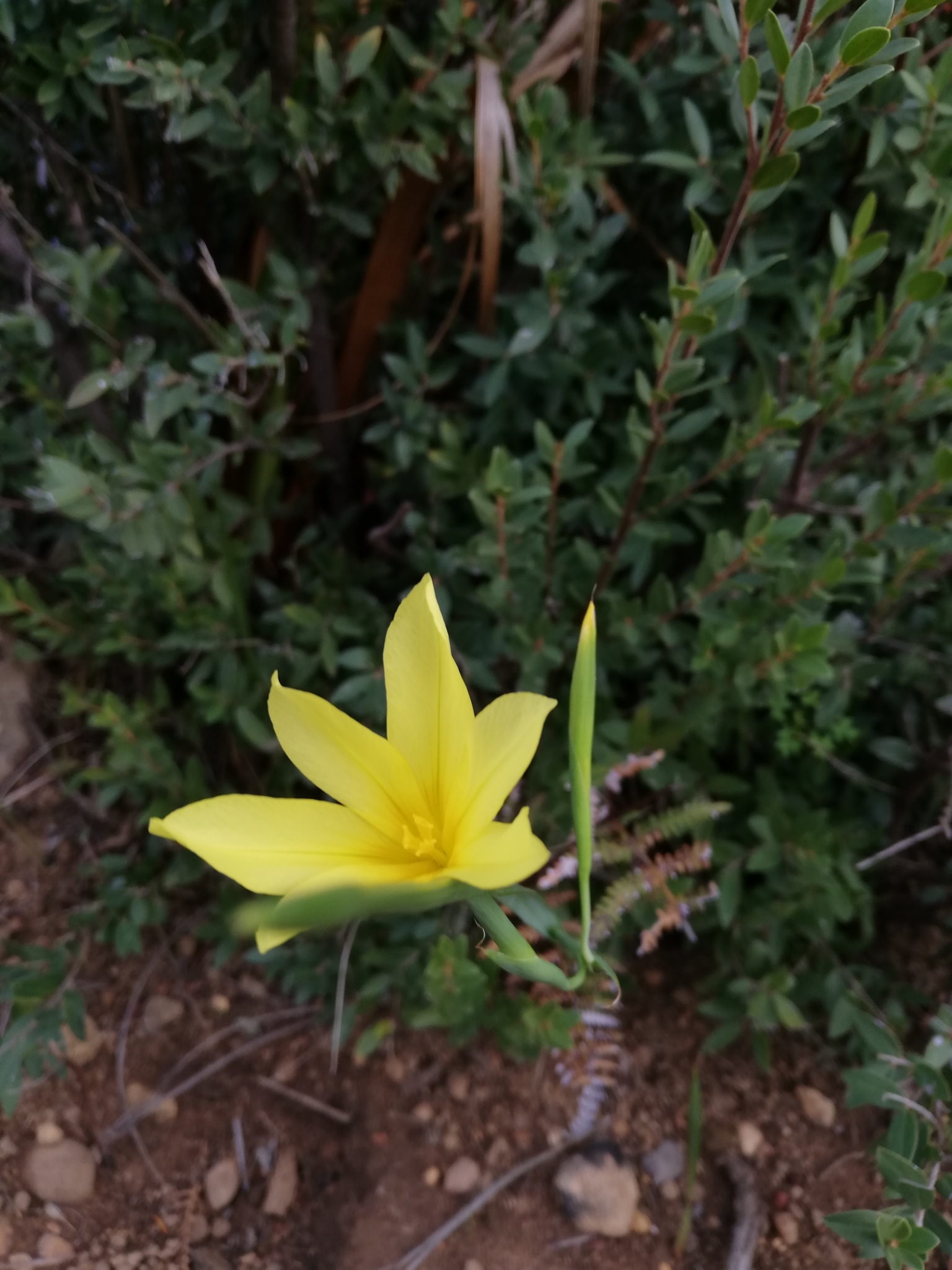 Moraea collina Thunb.