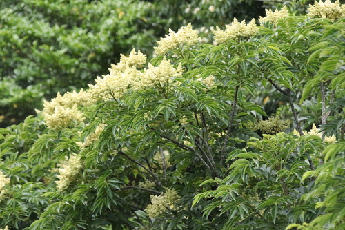 Variety Meliosma pinnata oldhamii · iNaturalist