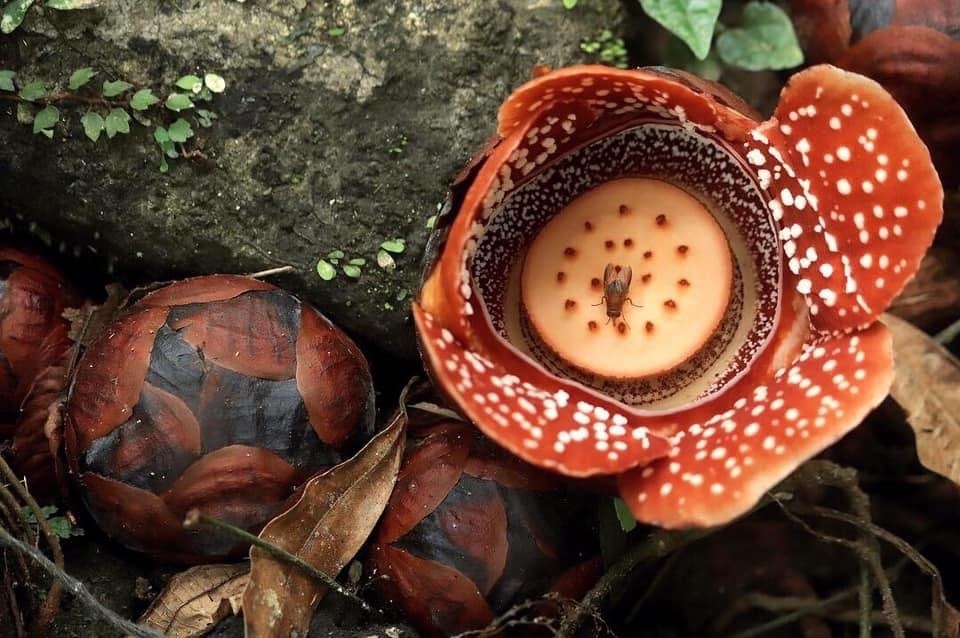 rafflesia flowers (Rafflesia) - Botanical Realm