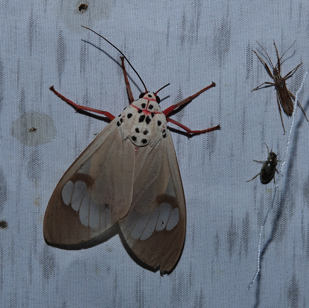 Tiger Moths and Allies from Makunda Christian Leprosy and General ...