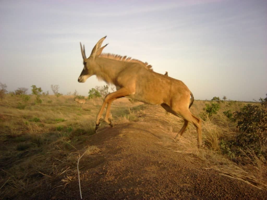 Western Roan Antelope (Hippotragus equinus koba) - Know Your Mammals