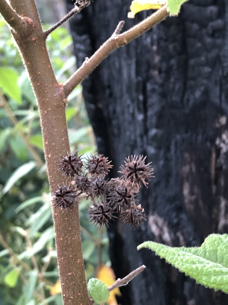Kerrawang (Commersonia dasyphylla) - Botanical Realm