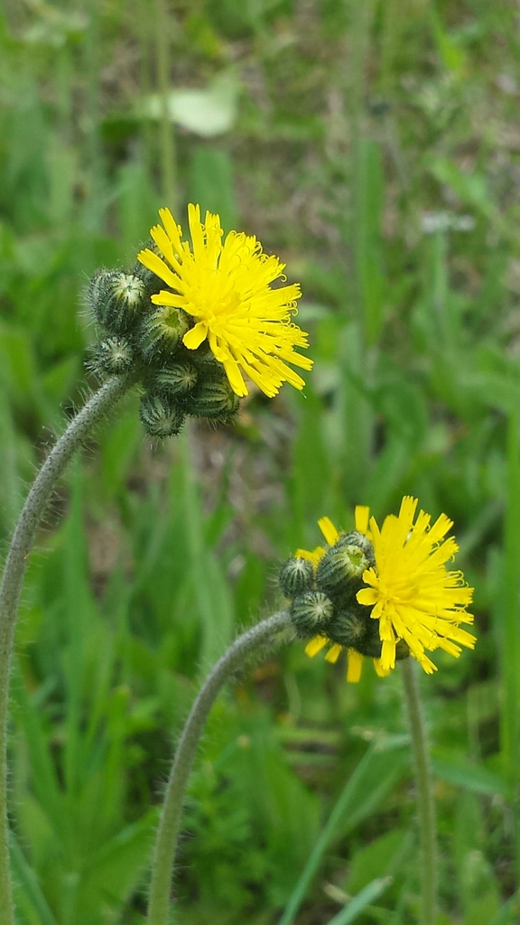 meadow hawkweed from Dothan Brook Trails, Hartford, VT on June 02, 2020 ...