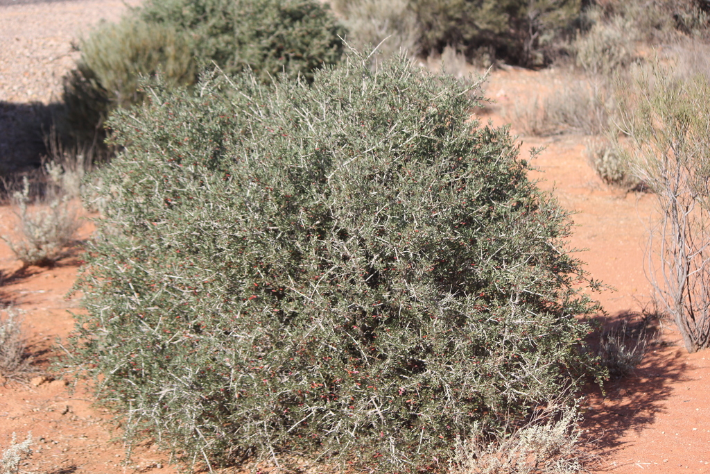 spotted emu bush (Eremophila maculata) - Botanical Realm