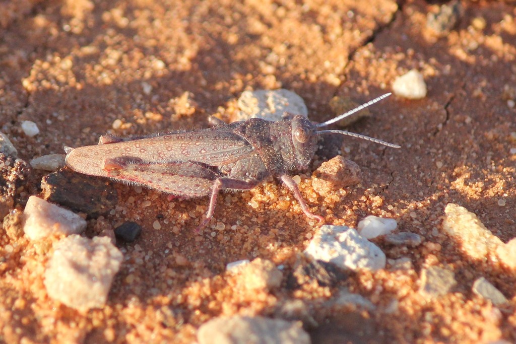 Buforania from Unincorp. Far North, South Australia, Australia on June ...