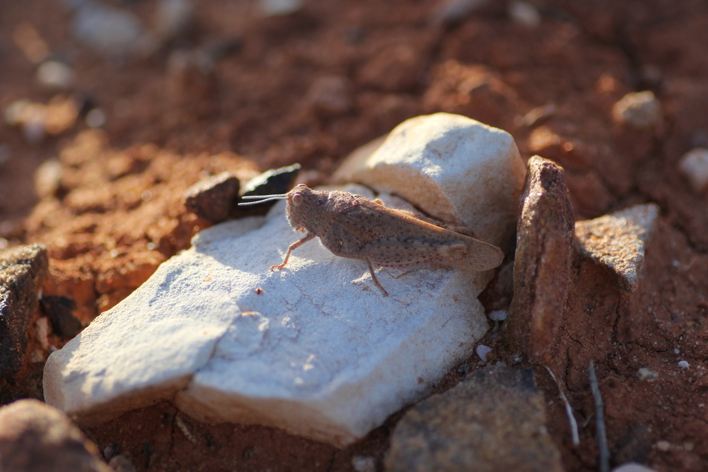 Buforania from Unincorp. Far North, South Australia, Australia on June ...