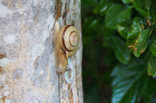 Euhadra sigeonis · iNaturalist