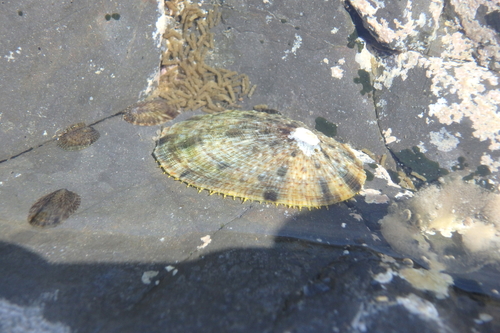 Cellana toreuma (Rocky Shore Ecology of Lamma Island) · iNaturalist