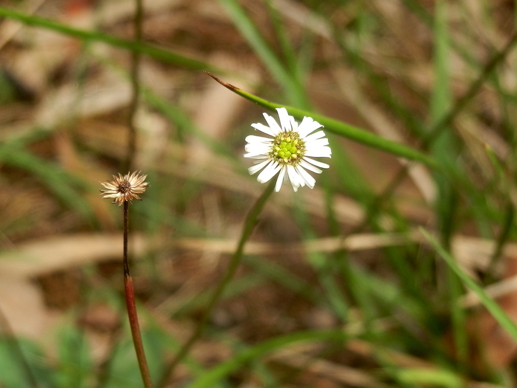 slender bottle-daisy (Lagenophora sublyrata) - Botanical Realm