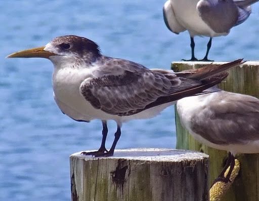Great Crested Tern (Birds of the British Indian Ocean Territory ...