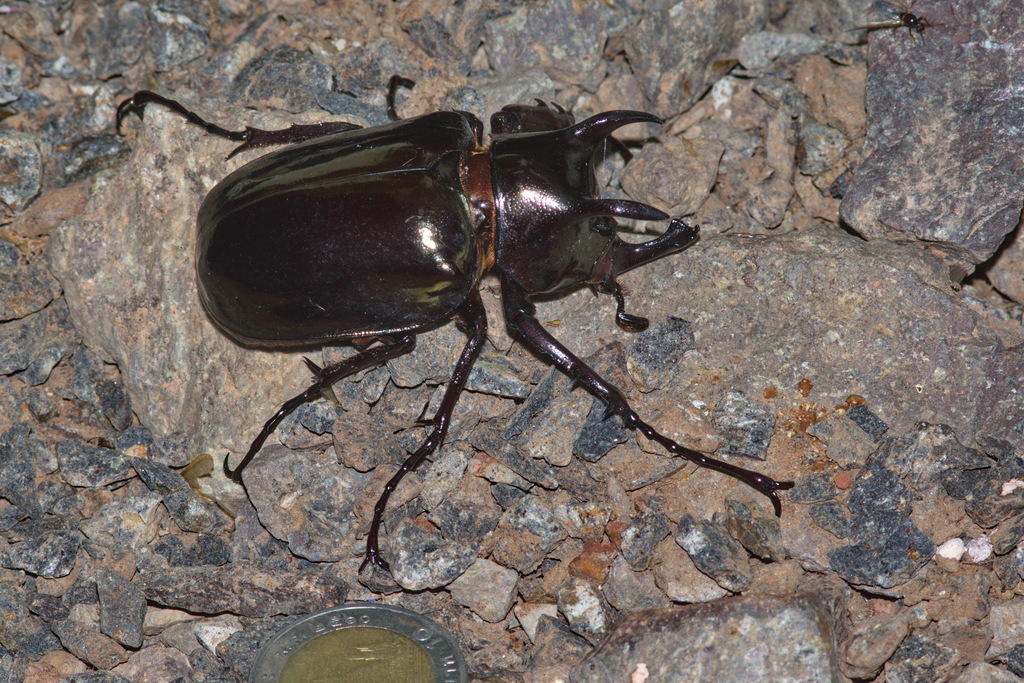Chalcosoma atlas mantetsu from Udom Sap, Wang Nam Khiao District ...