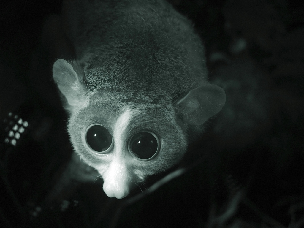 Lorises and Pottos (Lorisidae) - Know Your Mammals