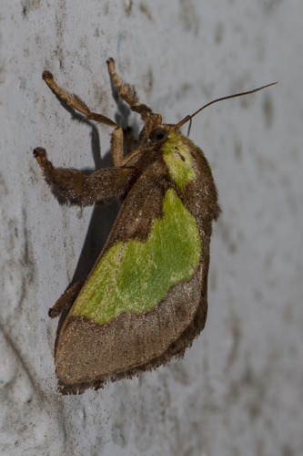 Genus Polyphena · iNaturalist