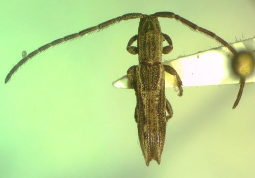 Genus Bebelis · iNaturalist