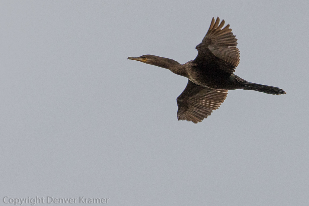 Neotropic Cormorant from Lewisville, TX, USA on December 22, 2016 at 04 ...