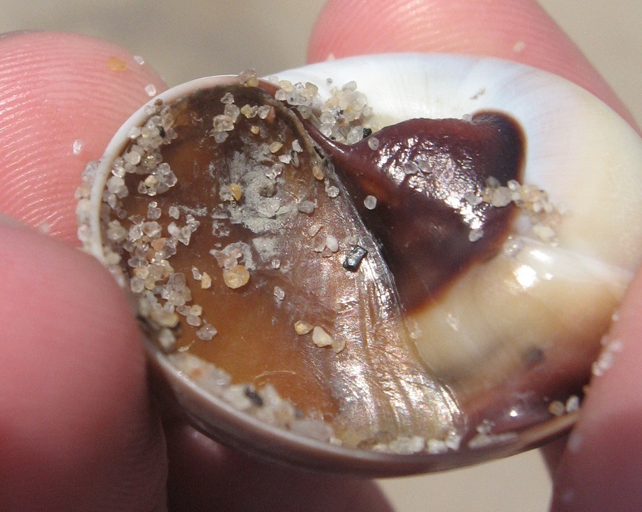 Shark Eye (MatBio: MOLLUSKS - Matanzas Biodiversity) · iNaturalist