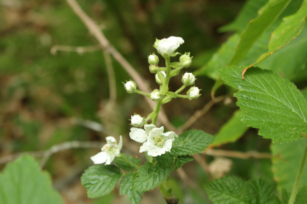 pilated-leaved blackberry (Native and Naturalized-but-not-Invasive ...