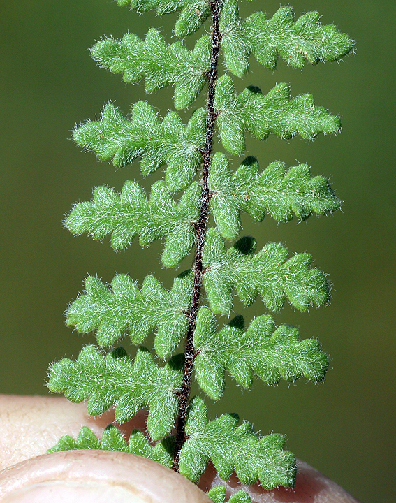 lip ferns (Ferns of the Pacific Northwest) · iNaturalist