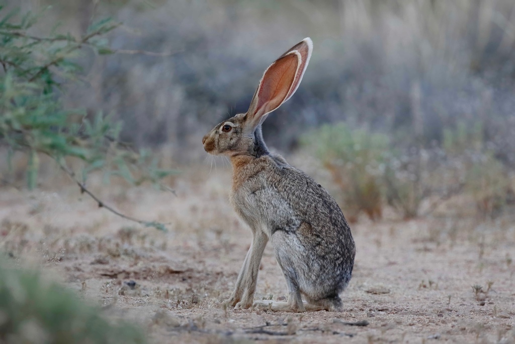 Antelope Jackrabbit (Lepus alleni) - Know Your Mammals