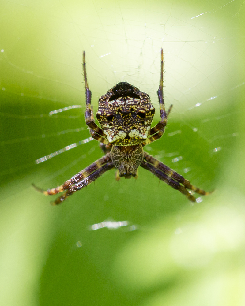 Heptagonal Orbweaver (Emerald Coast Spiders) · iNaturalist