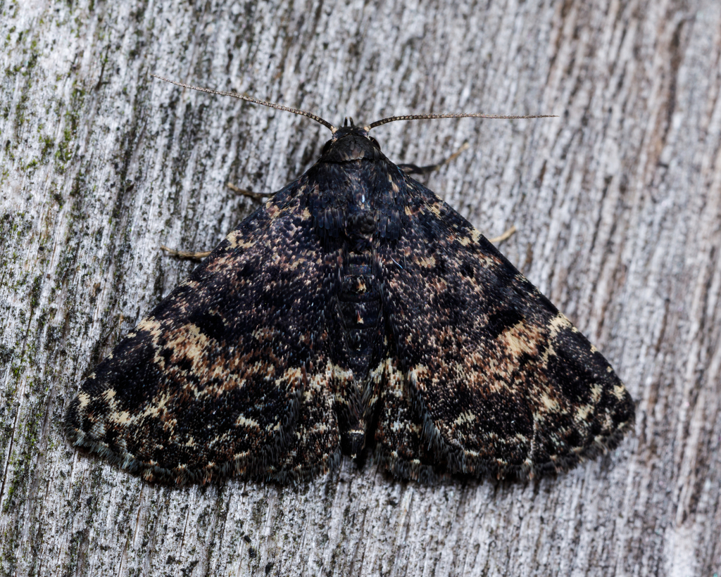 Diabolical Fungus Moth from New Castle County, DE, USA on May 27, 2020 ...