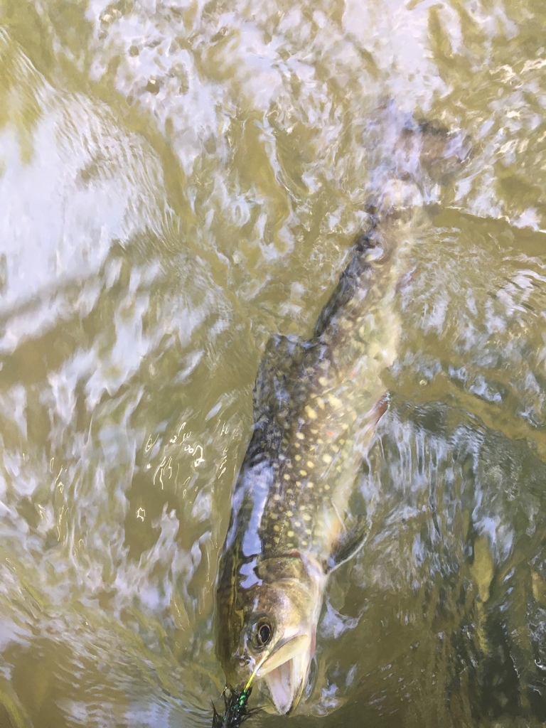 Brook Trout in June 2020 by leakyrotenonebarrel. Caught and released ...