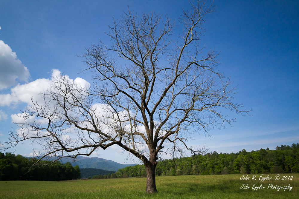 eastern black walnut from Cades Cove, Great Smoky Mountains National ...