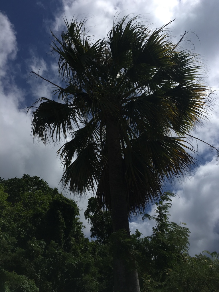 Puerto Rico palmetto in May 2017 by Sofia Olivero Lora · iNaturalist