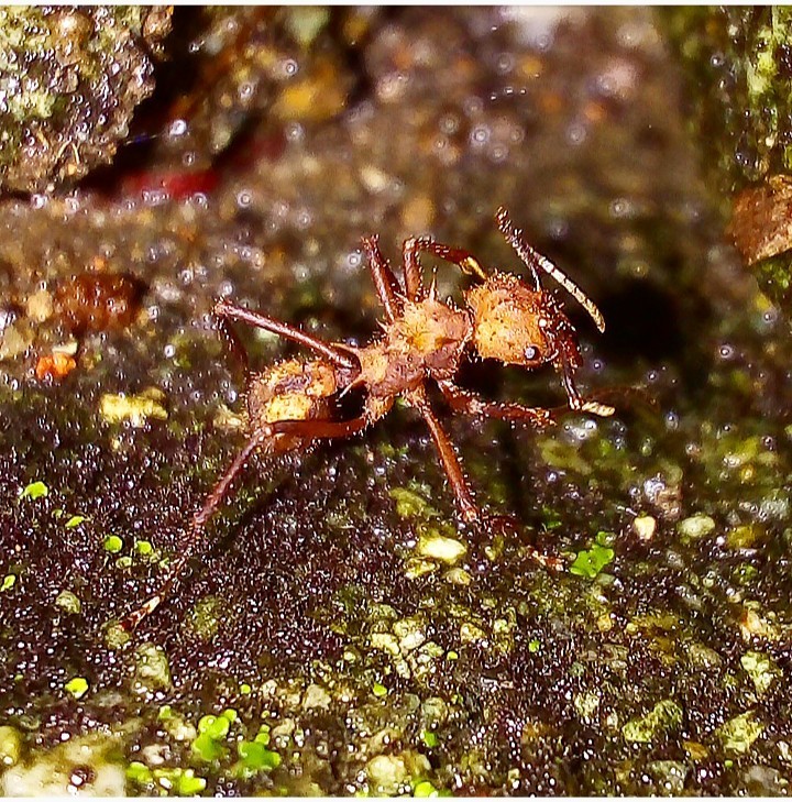 Acromyrmex Leaf-cutter Ants from Santa Maria, Itagüí, Antioquia ...