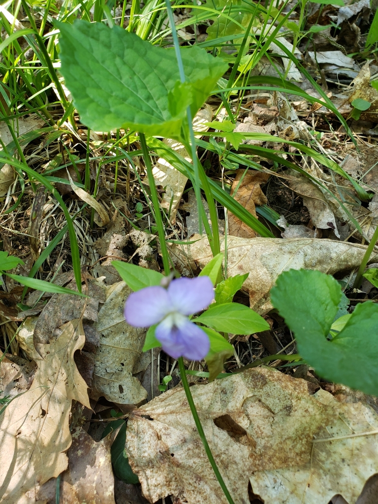 common blue violet from Land O'Lakes, WI, USA on June 03, 2020 at 03:22 ...