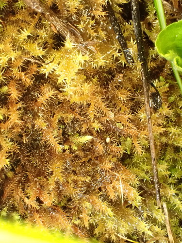 Yellow Starry Feather-moss (Variety Campylium stellatum stellatum ...