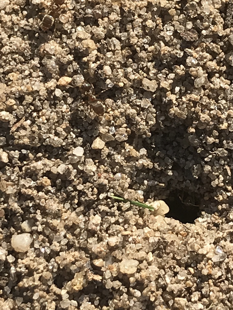 Turfgrass Ant from Long Island, Massapequa, NY, US on June 3, 2020 at ...