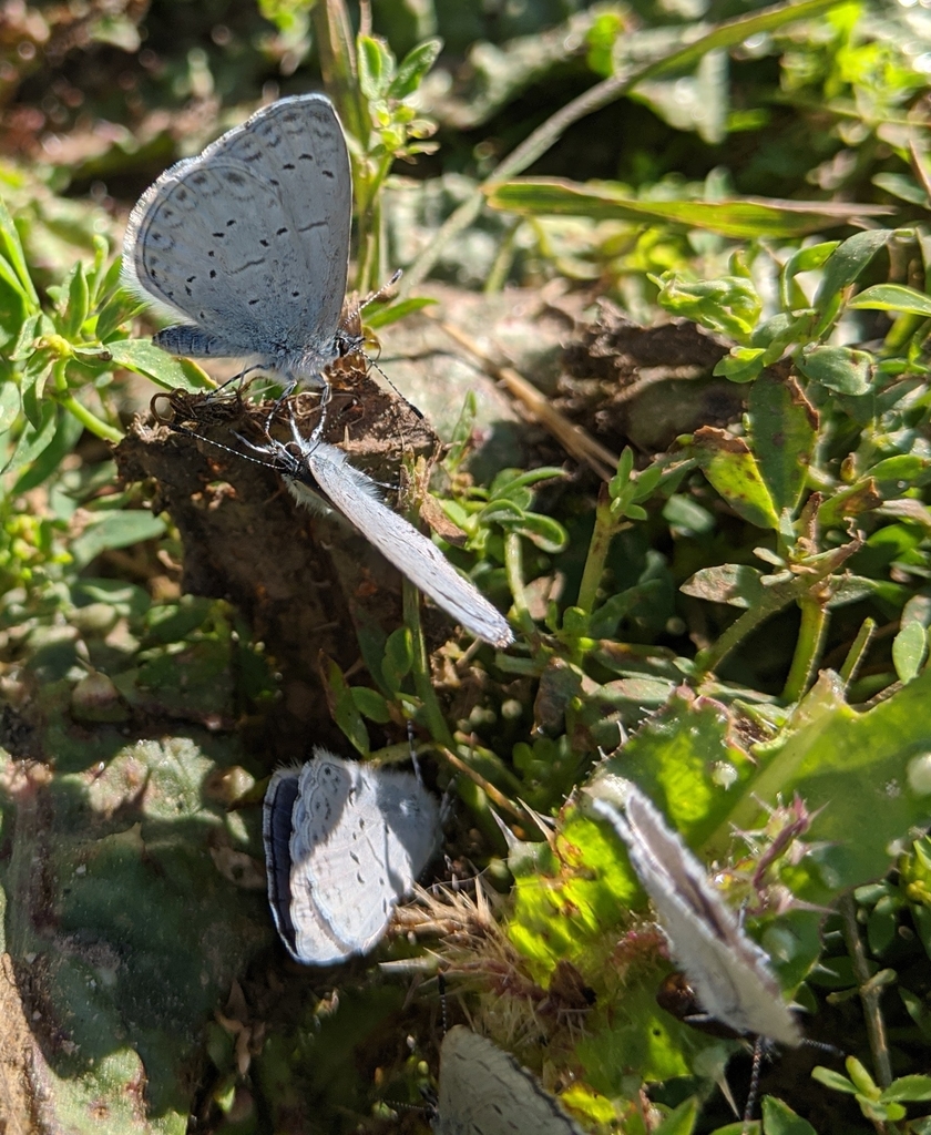 Echo Azure from Redwood City, CA 94062, USA on June 3, 2020 at 09:46 AM ...