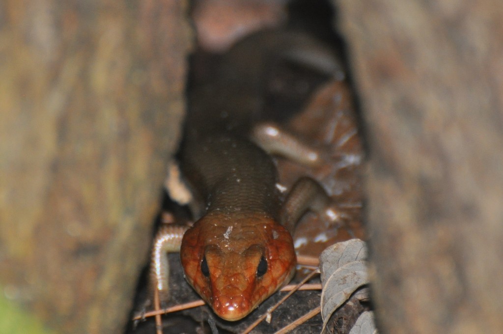 Broad-headed Skink from Latimer County, OK, USA on June 3, 2020 at 11: ...