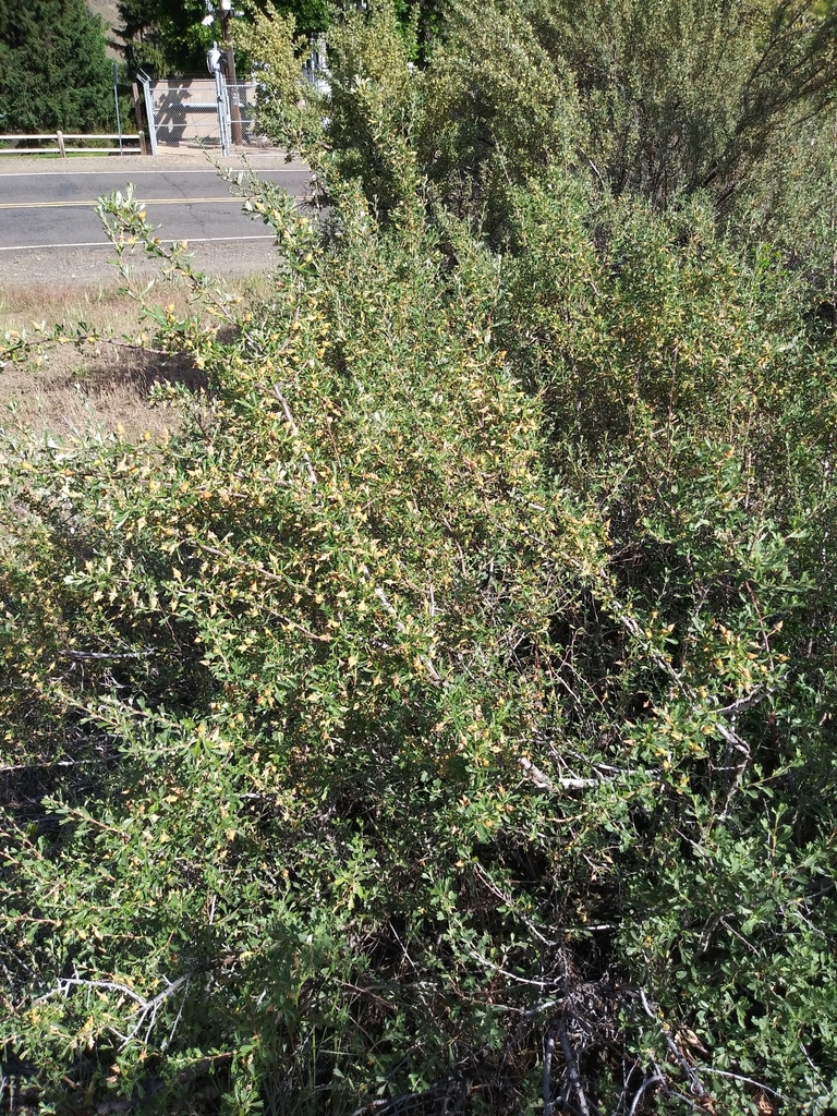 Antelope Bitterbrush from Adams County, US-ID, US on June 3, 2020 at 09 ...
