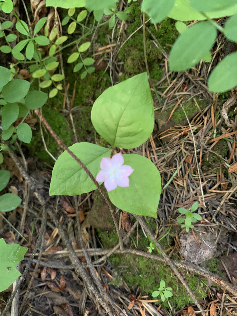 Western Starflower from Scouter Mountain on June 3, 2020 by ki3ban ...