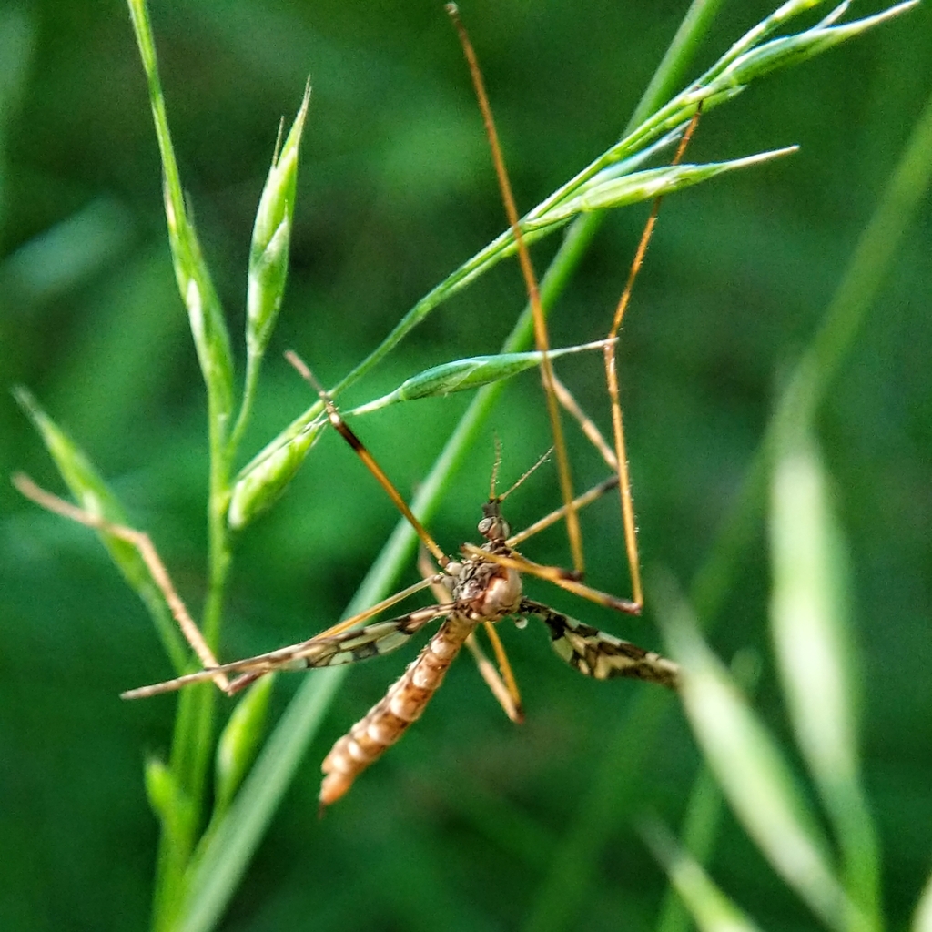 Band-winged Crane Fly from Middleburg Heights, OH, USA on May 31, 2020 ...