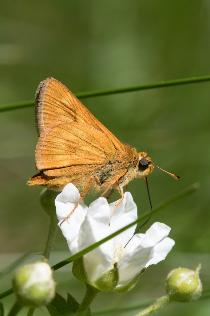 Long Dash from Glocester, RI, USA on May 31, 2020 at 01:49 PM by cyric ...