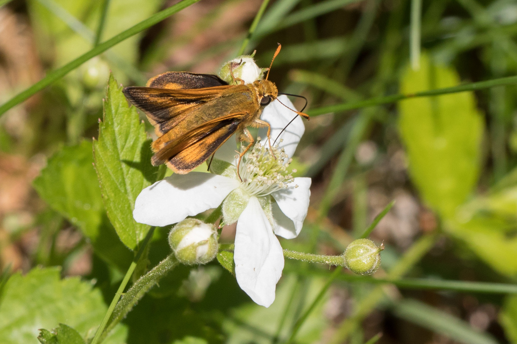 Long Dash (Yosemite National Park Butterfly Guide 🦋) · iNaturalist